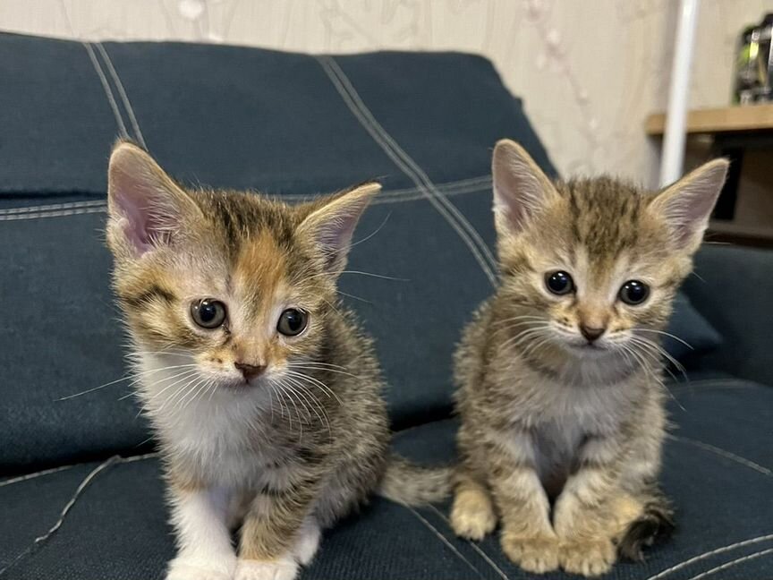 Британские котята