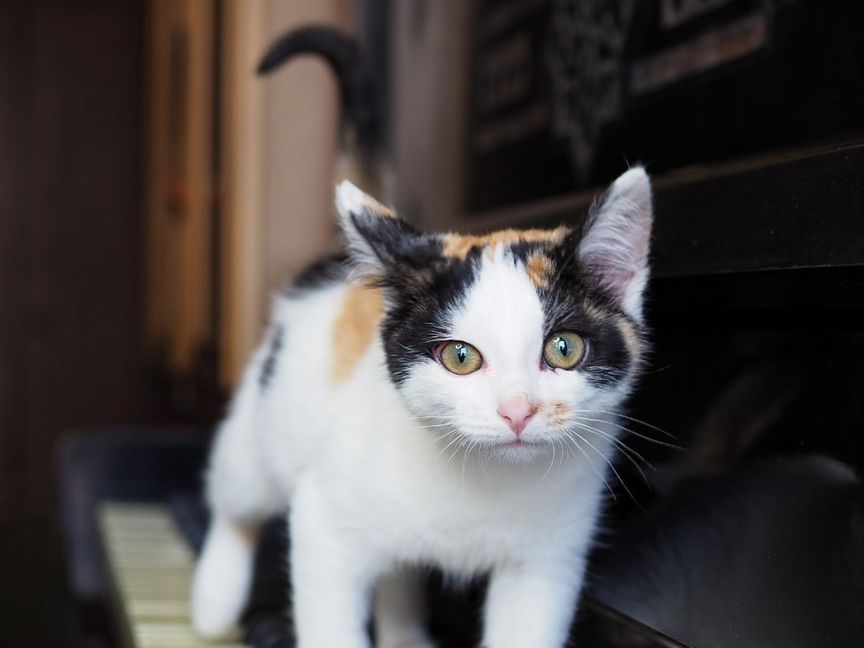 Кошечка Муся ищет семью