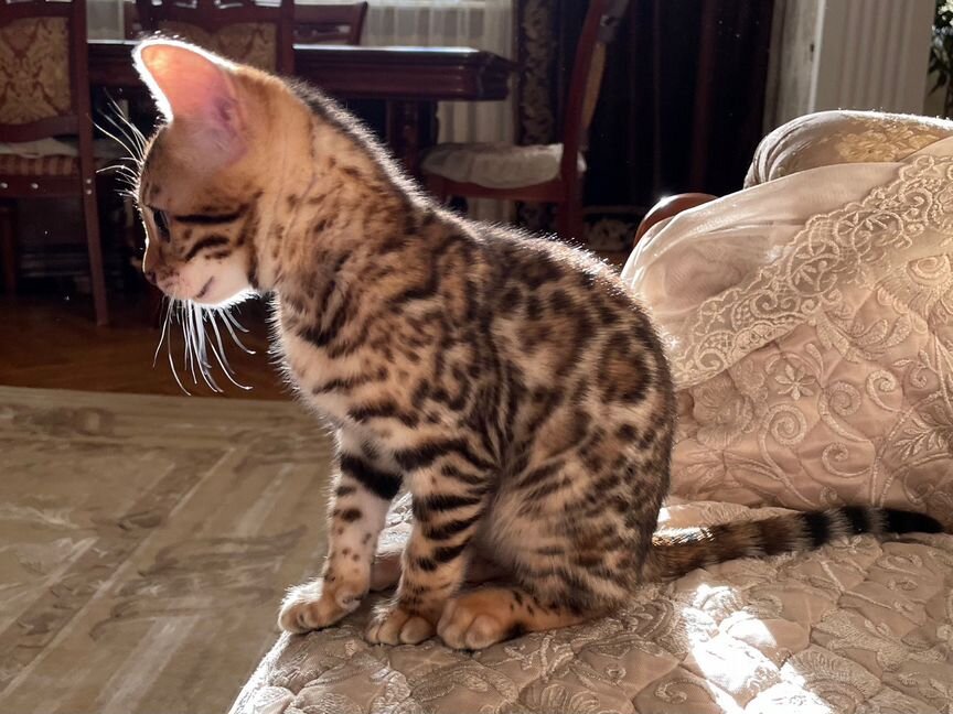 Бенгальская кошка