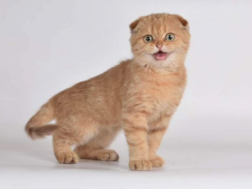 Шотландские котята, питомник Regal Person