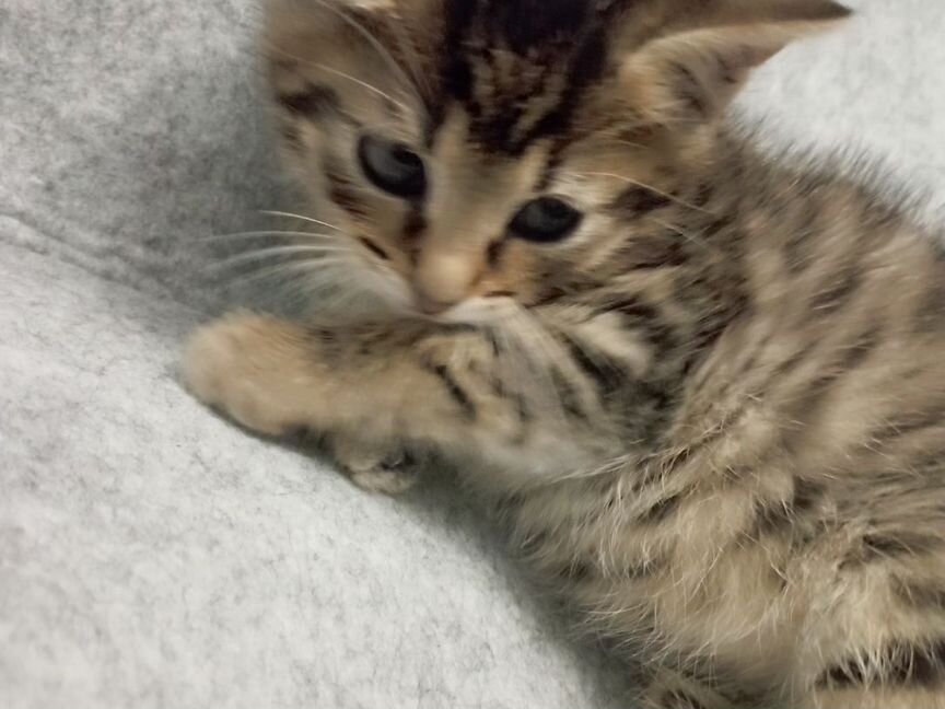 Котенок Лаки в добрые руки