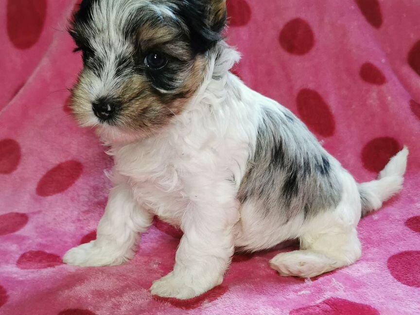 Цветные йорки Малыши