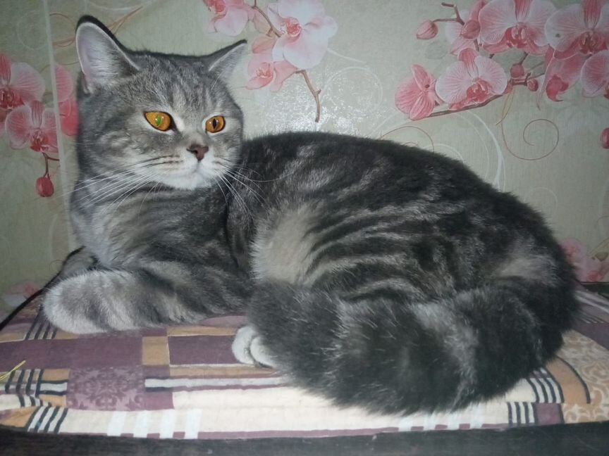 Мраморная британка