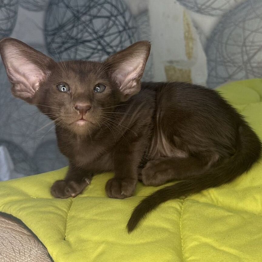 Ориентальный котёнок