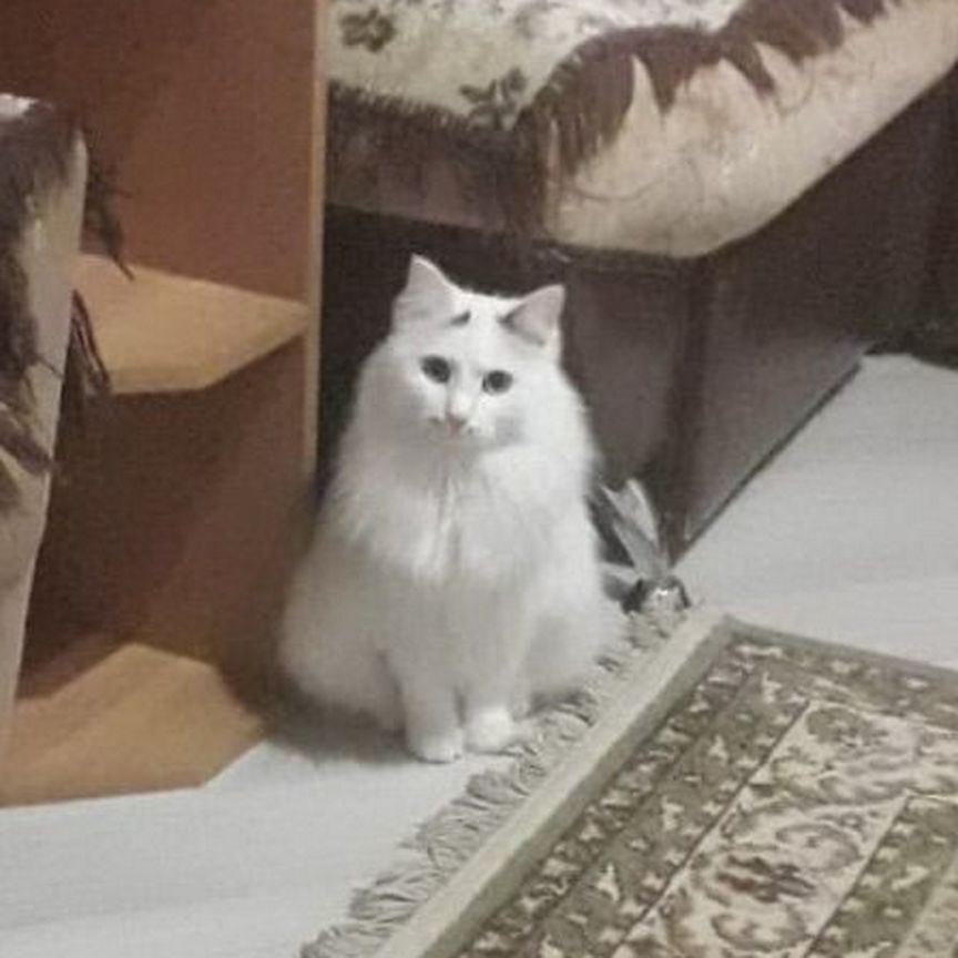 Кошечка в добрые руки