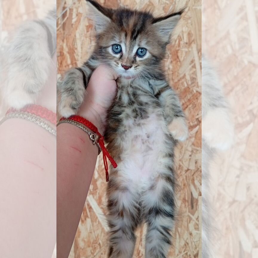 Мейн-кун котёнок