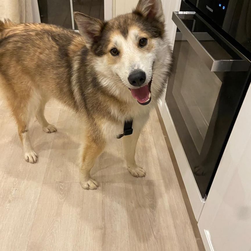 Западно сибирская лайка