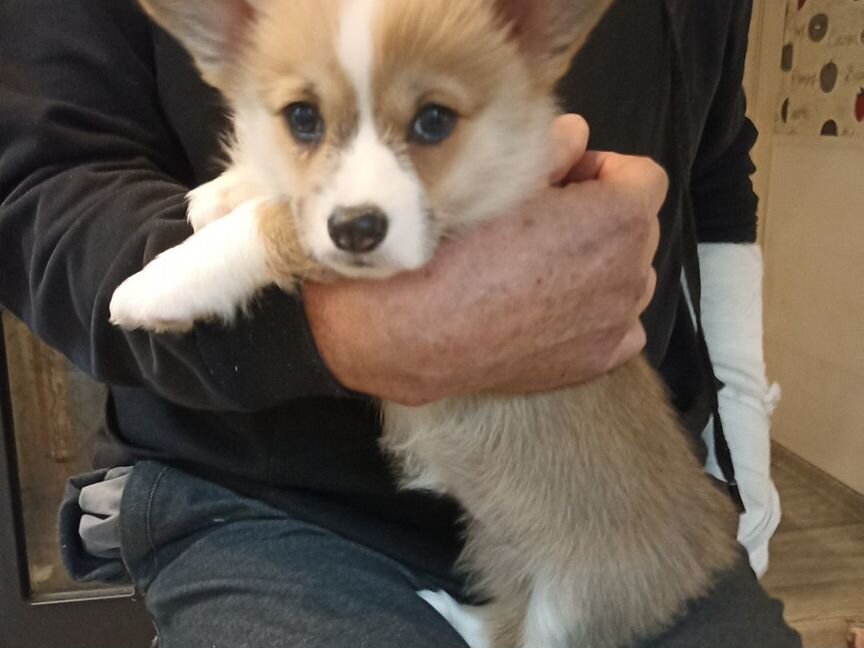 Вельш-Корги Пемброк. Красивые щеночки :)