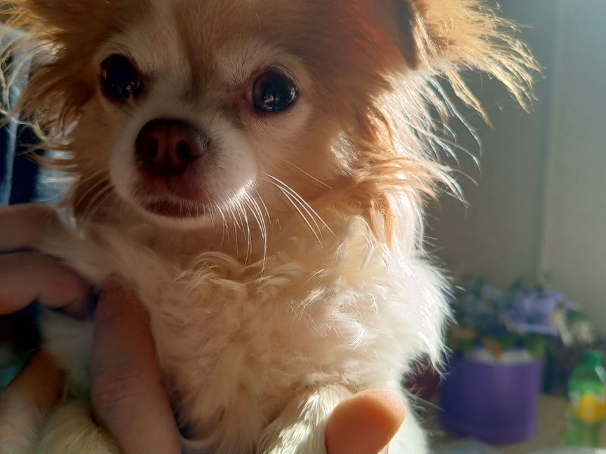 Отдам бесплатно чихуахуа