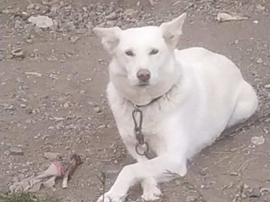 Русско европейская лайка