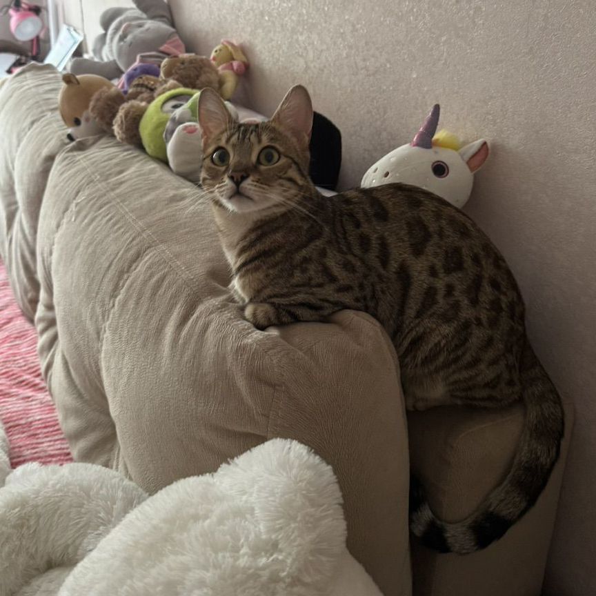 Бенгальская кошка в добрые руки