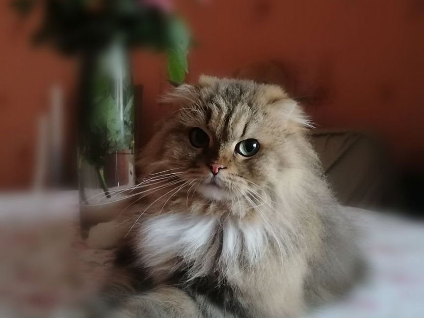 Кошка в дар бесплатно