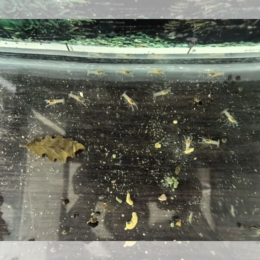 Мексиканский синий рак