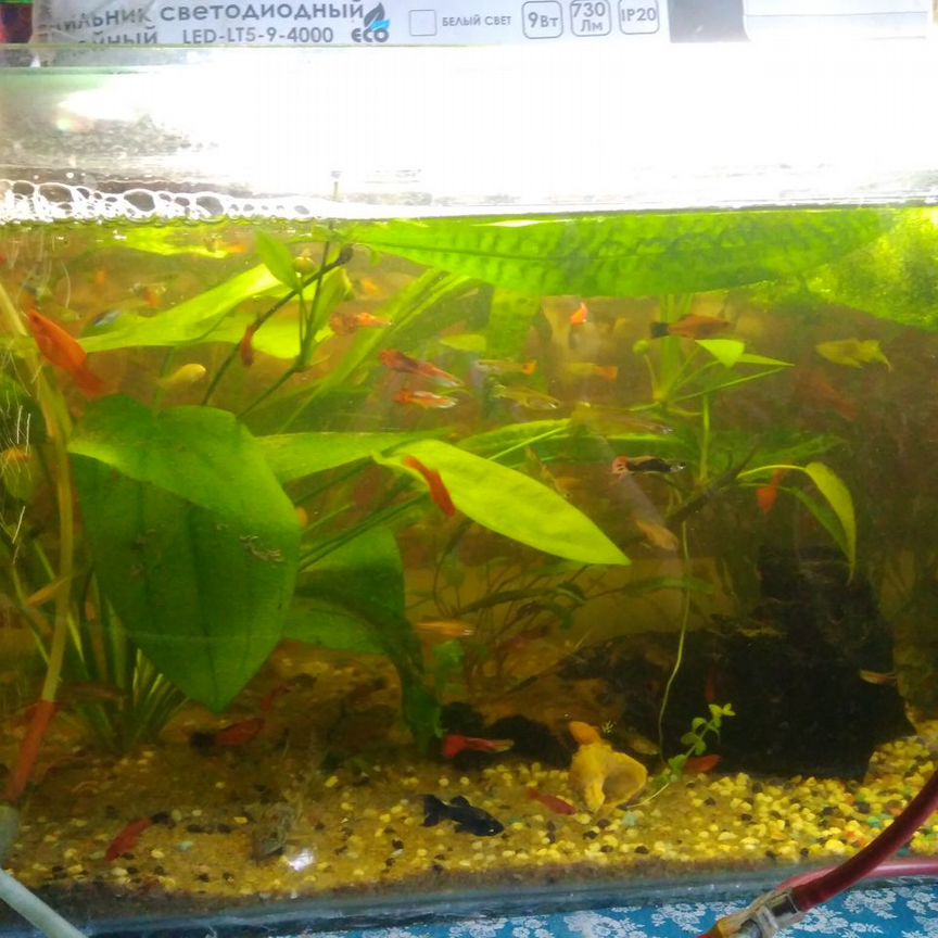 Рыбки разные