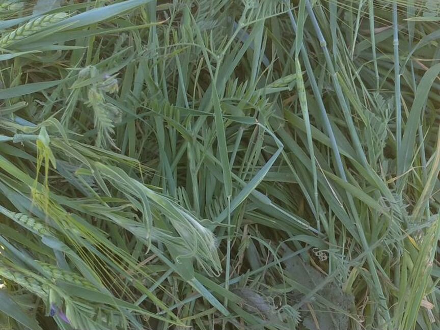 Продам сено вика-пшеница