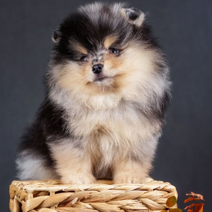Померанский шпиц, щенок