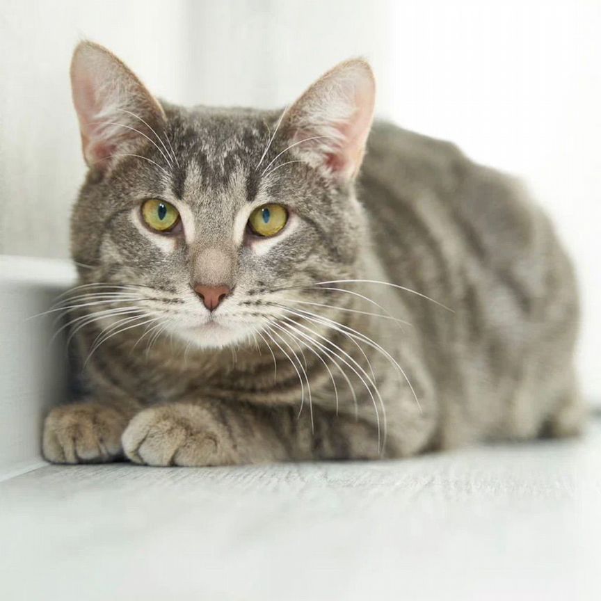 Грэй в добрые руки