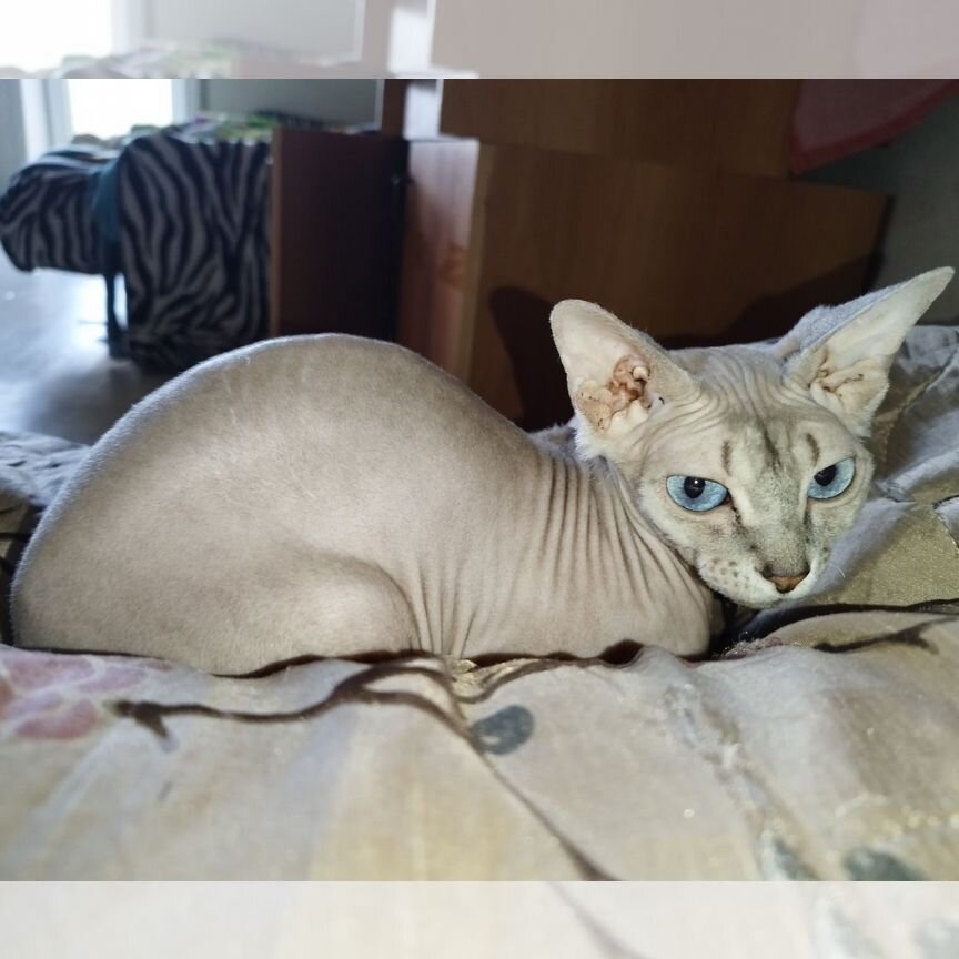 Канадский сфинкс