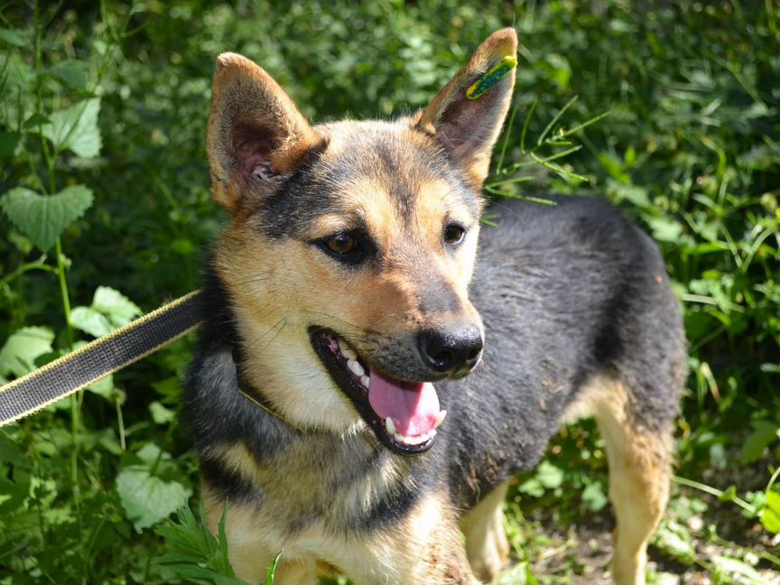 Мелкая собака в дар. Метис Сибаину