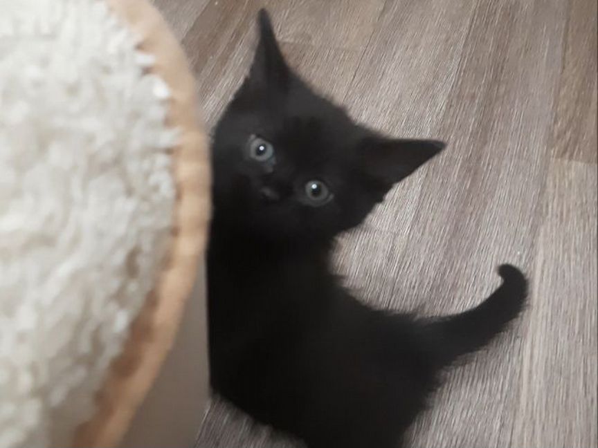 Кошки в добрые руки бесплатно