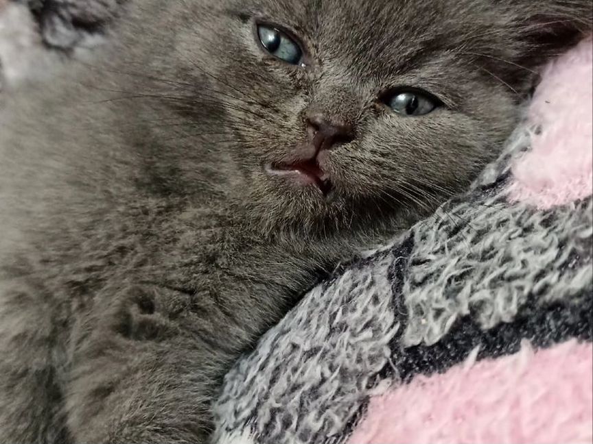 Британские котята