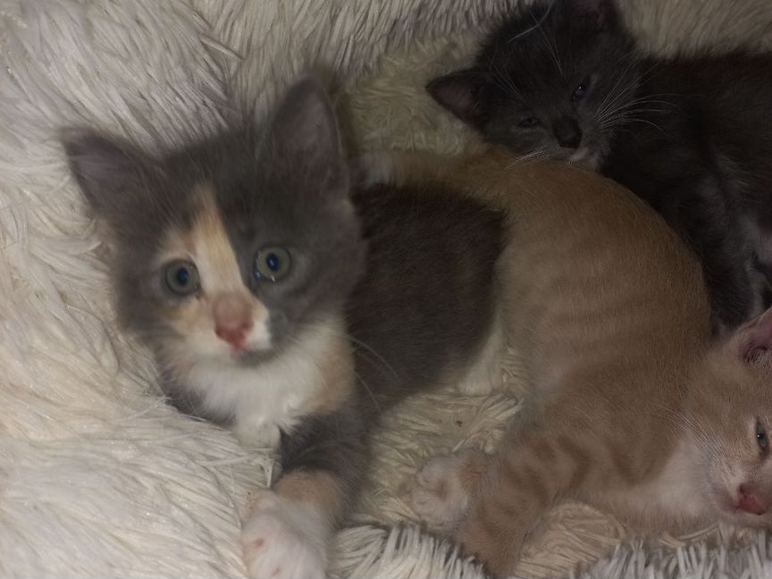 Кошки в добрые руки бесплатно