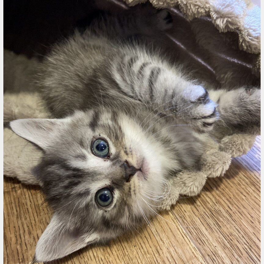Котенок в добрые руки