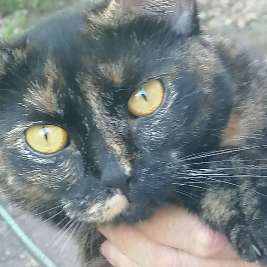 Кошки