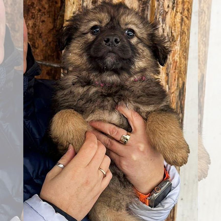 Шикарный щенок в дар