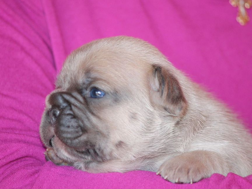 Француз - голубоглазый карапуз