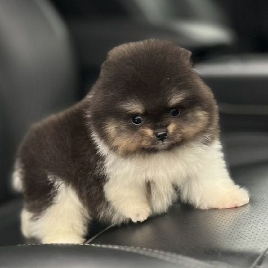 Померанский шпиц, щенок