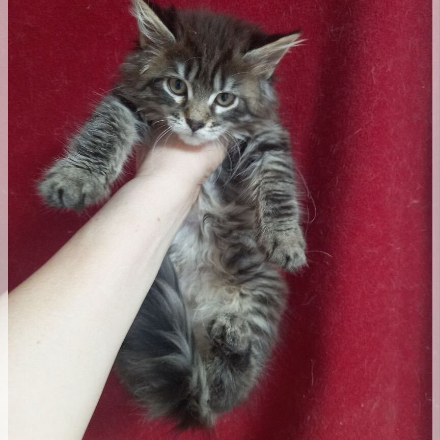 Мейн-кун котёнок