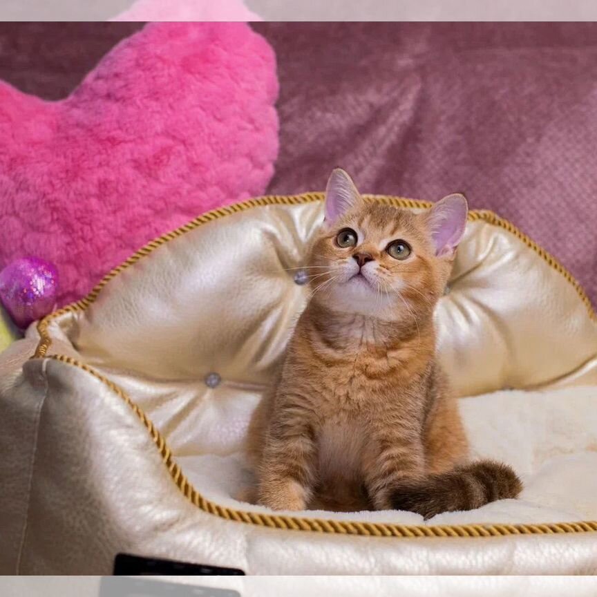 Котенок британский окраса золотая шиншилла