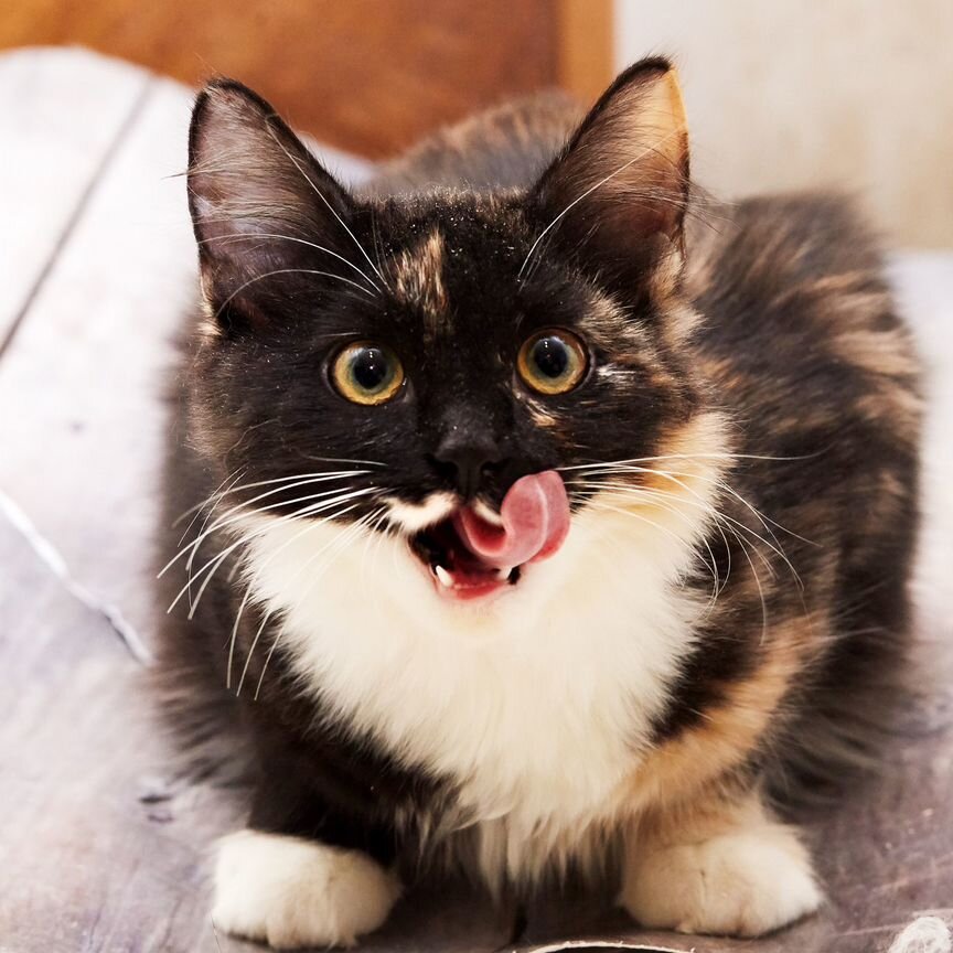 Котенок девочка 4 месяца Женя