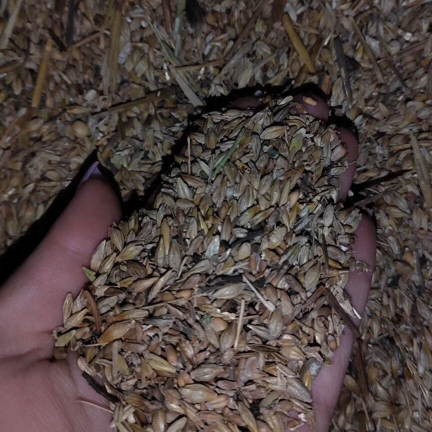 Зерноотходы пшеницы, ячмень