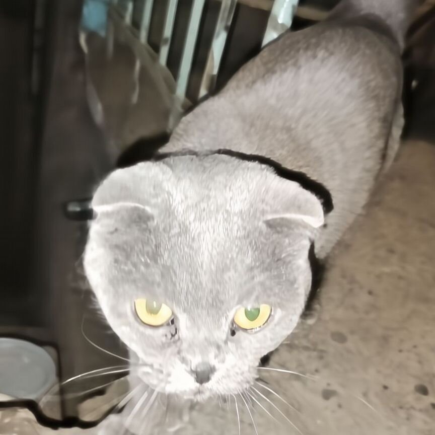 Шотландская вислоухая короткошёрстная кошка, взрослая