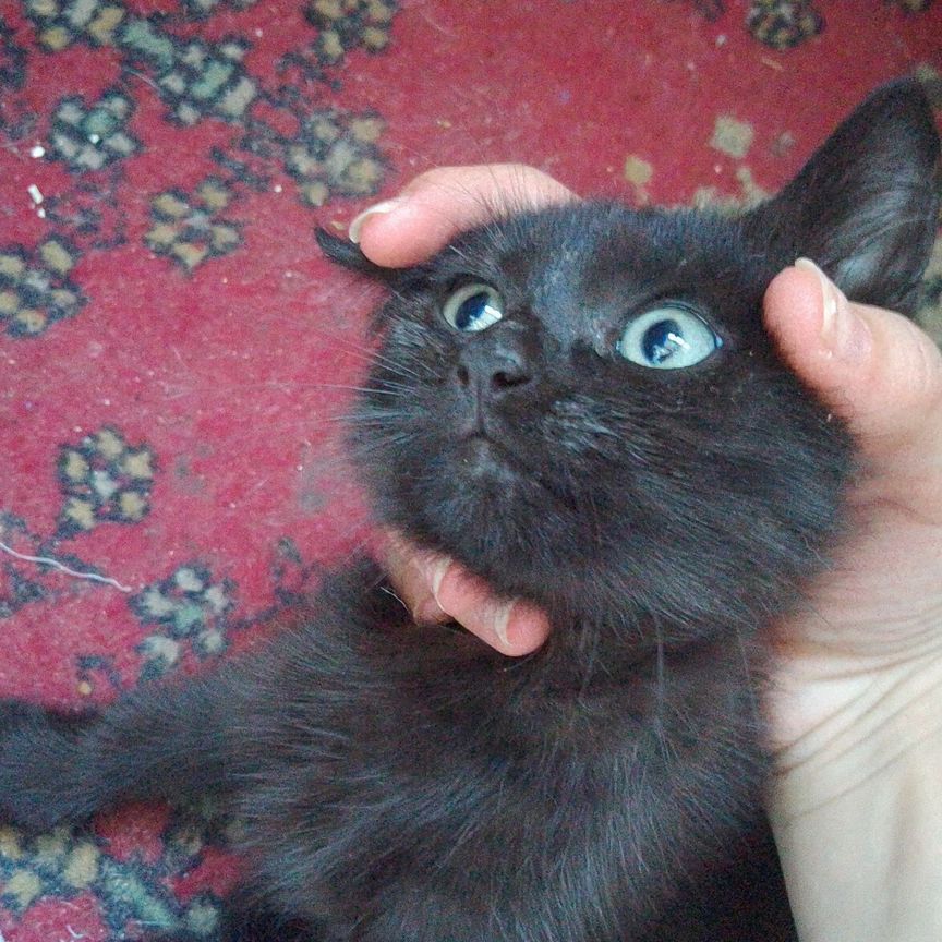 Котëночка отдам в добрые руки