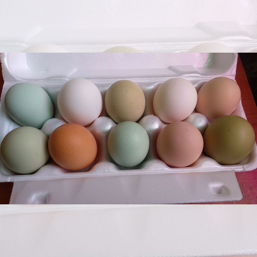 Инкубационное яйцо