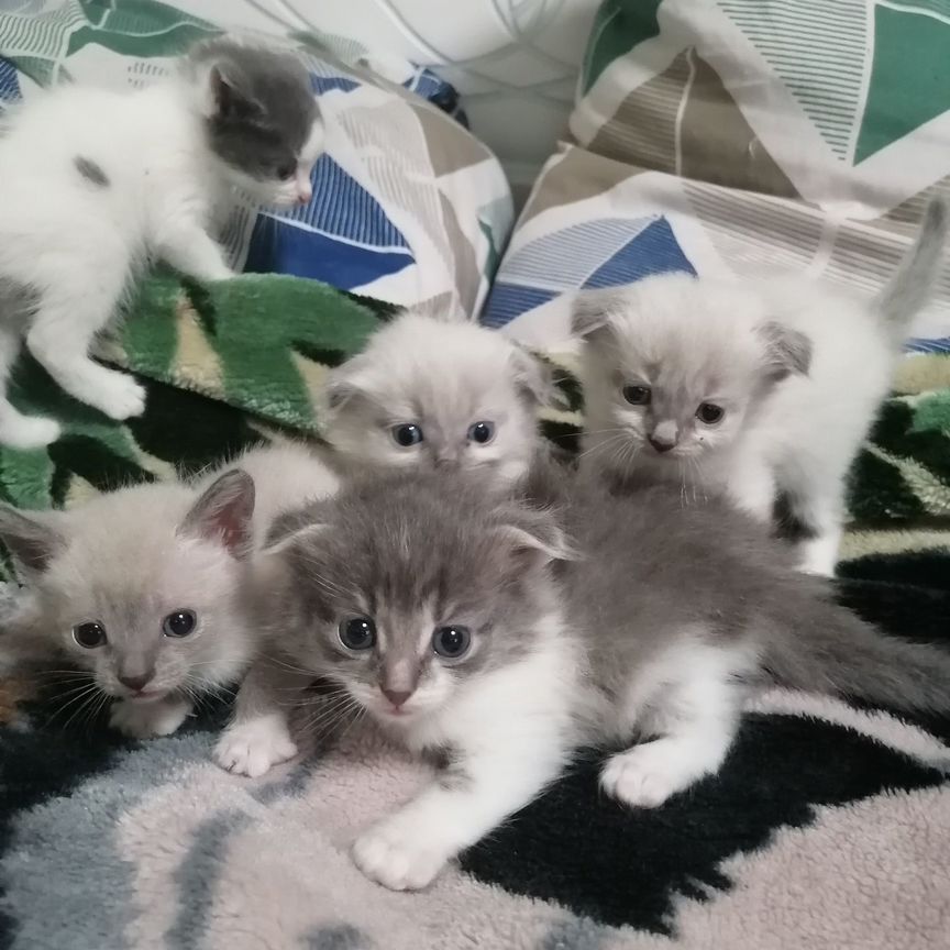 Вислоухие котята