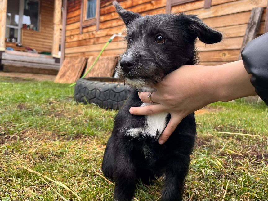 Собака в добрые руки маленькая порода