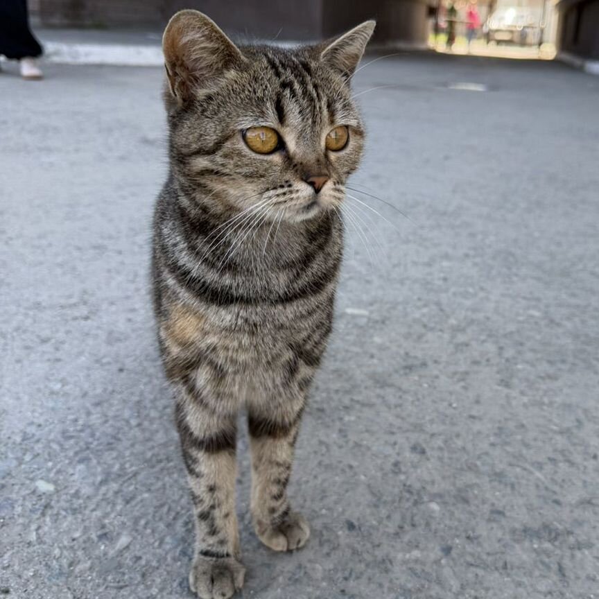 Котёнок в добрые руки