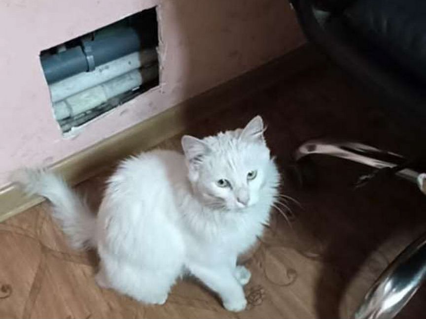 Белая кошка