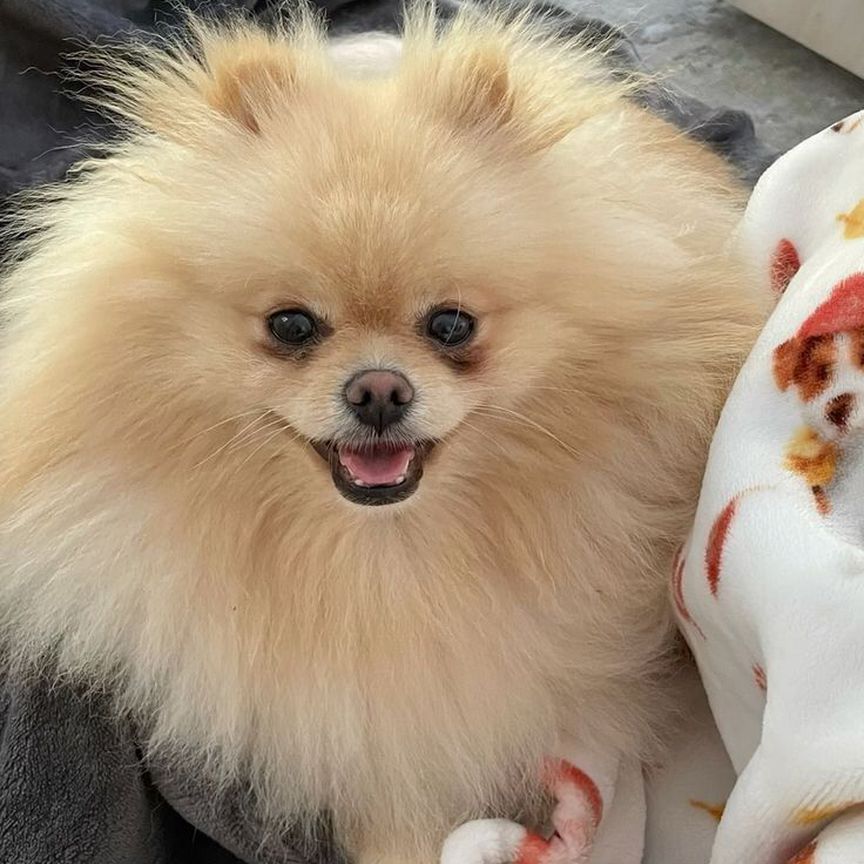 Померанский шпиц мальчик