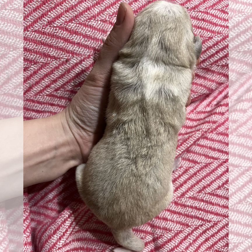 Среднеазиатская овчарка, щенок