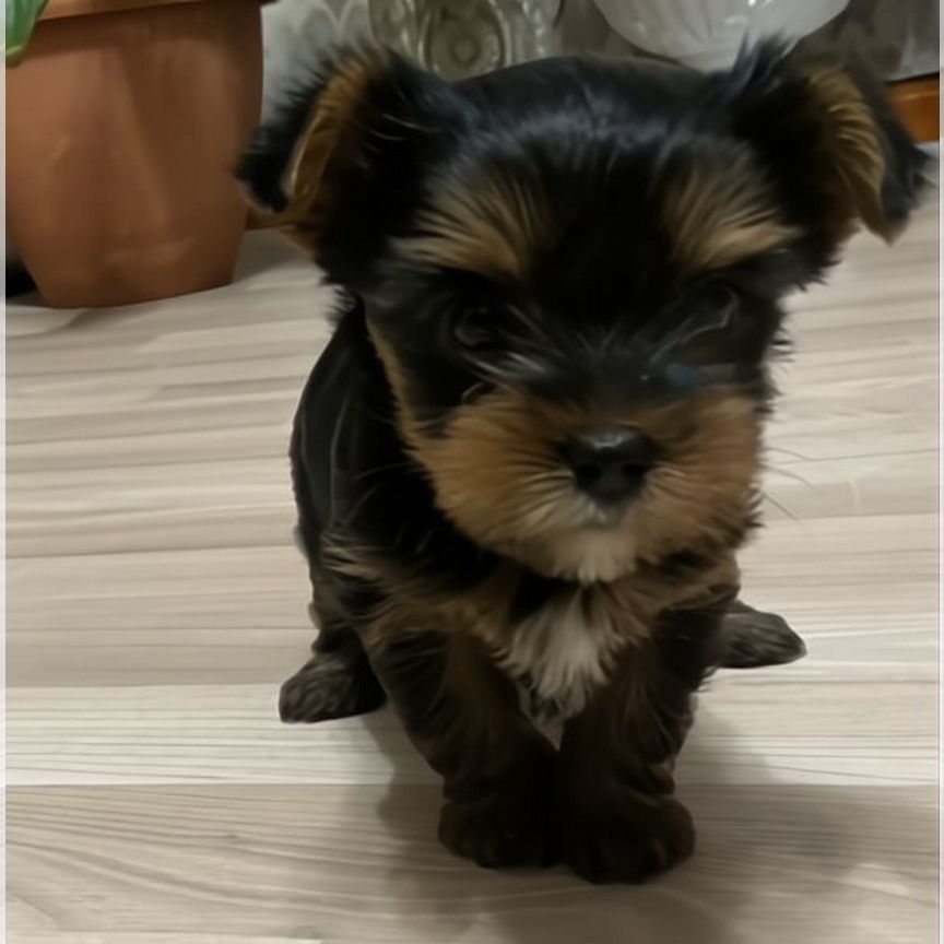 Йоркширский терьер, щенок