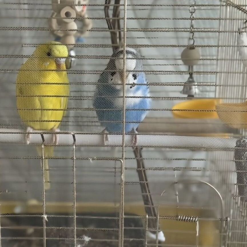 Волнистый попугай с клеткой