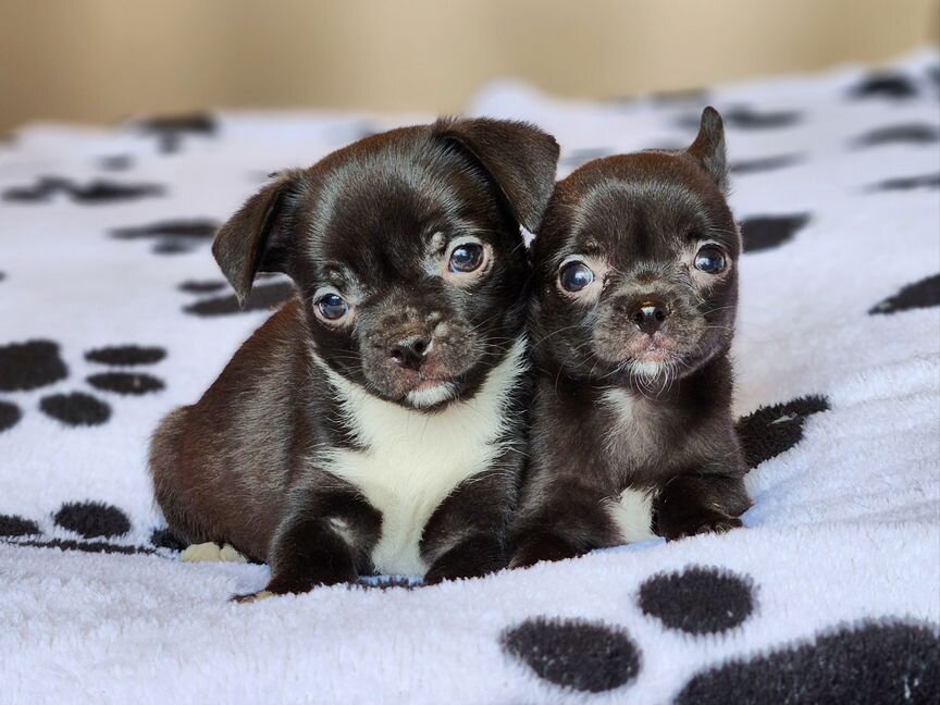 Мини Мальчики Чихуахуа