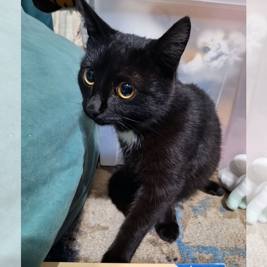 Котёнок в добрые руки