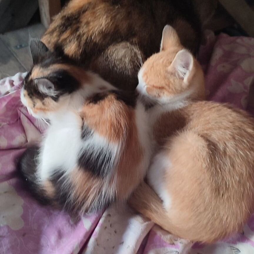 Котята в добрые руки