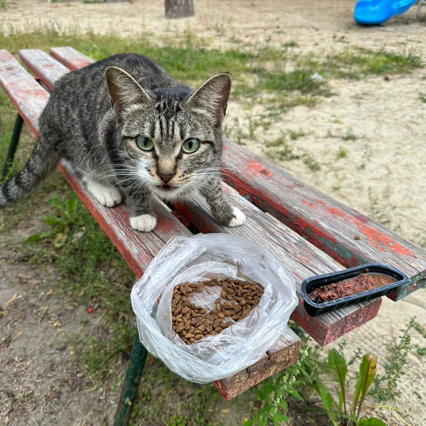 Кошка камышка молодая